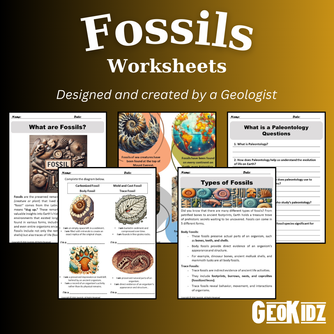 Earth Science | Geology | Fossil Exploration Worksheet